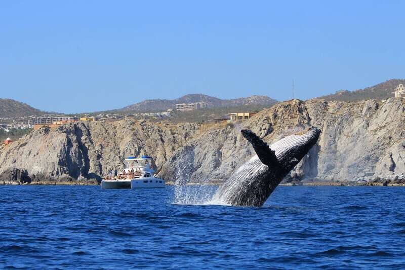 Cabo San Lucas: Luxury Catamaran Whale Watching Experience - Key Points