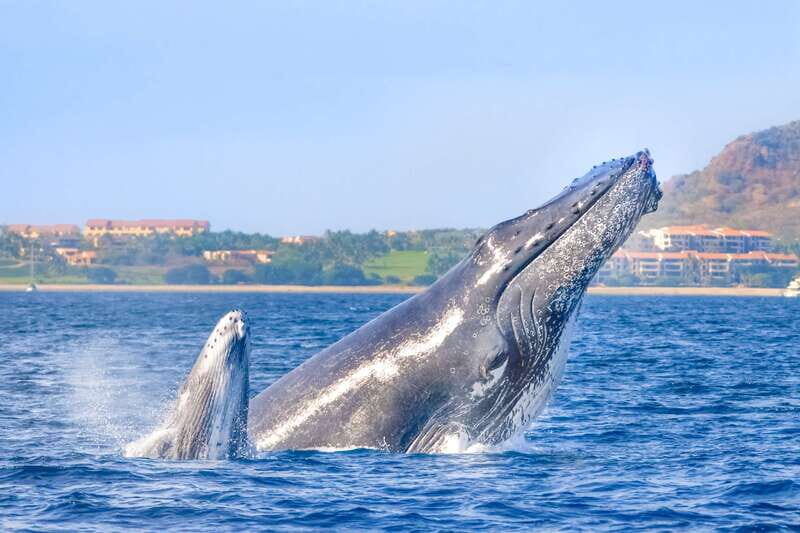 Cabo San Lucas: Luxury Catamaran Whale Watching Experience - An In-Depth Look at the Whale Watching Adventure