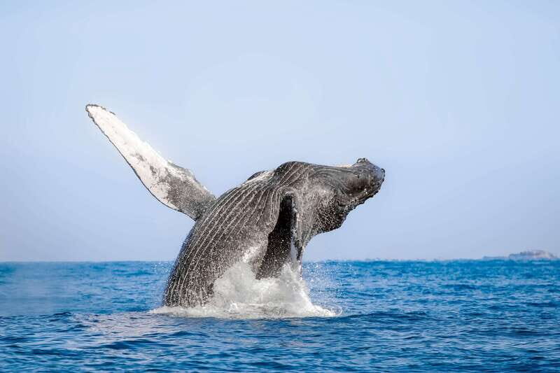 Cabo San Lucas: Luxury Catamaran Whale Watching Experience - Value and Pricing