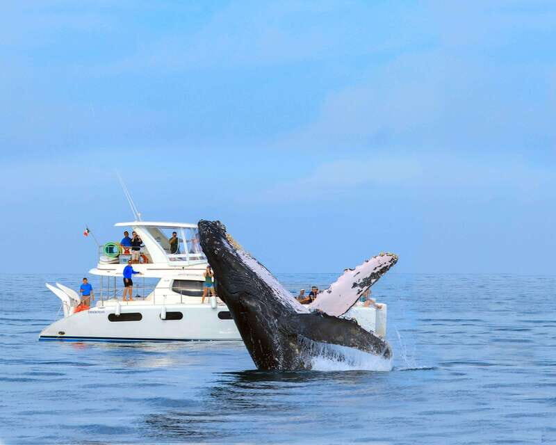 Cabo San Lucas: Luxury Catamaran Whale Watching Experience - Who Will Love This Tour?