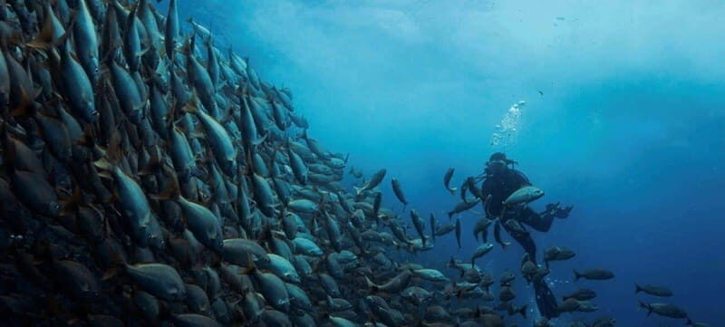 Cabo San Lucas: Marine Reserve Dive - Introduction