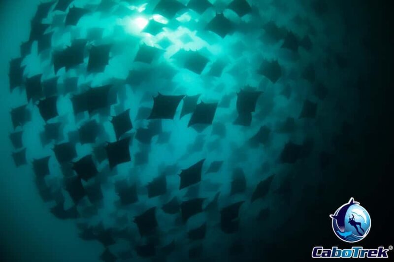 Cabo San Lucas: Mobula Ray Safari - The Itinerary in Detail