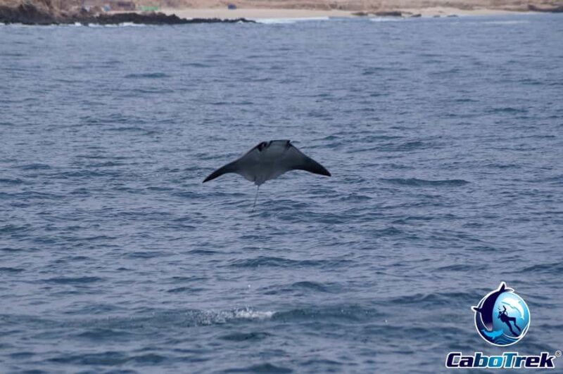 Cabo San Lucas: Mobula Ray Safari - Practical Details and Considerations