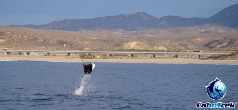 Cabo San Lucas: Mobula Ray Safari - Final Thoughts