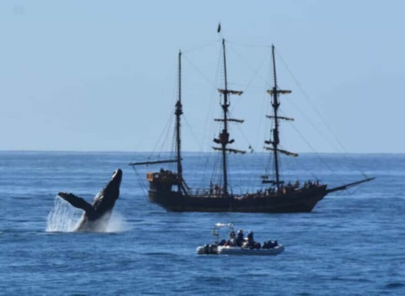 Cabo San Lucas: Pirate Snorkel Cruise with Buffet & Drinks - Key Points