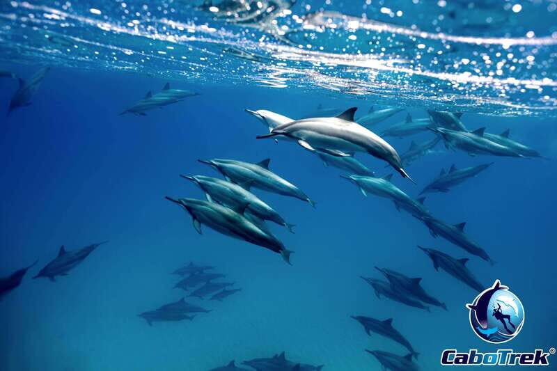 Cabo San Lucas Private and Shared Snorkeling Tour - The Value and Final Verdict