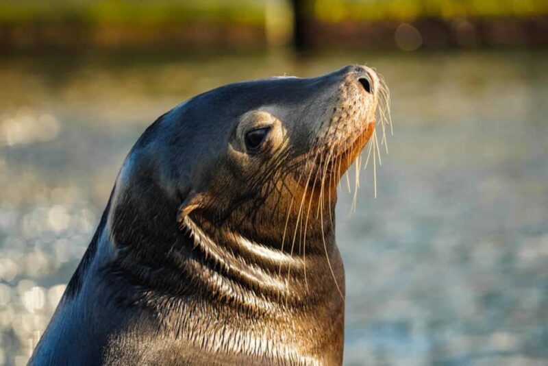 Cabo San Lucas: Private Sunset Cruise - Introduction