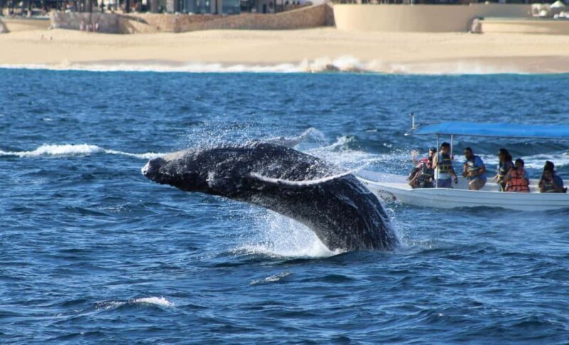 Cabo San Lucas: Private Whale Watching Yacht Excursion - The Experience in Detail