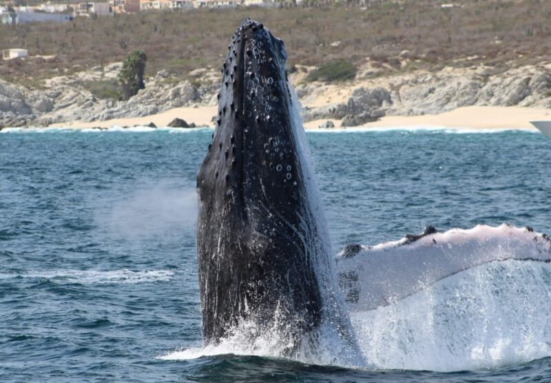 Cabo San Lucas: Private Whale Watching Yacht Excursion - What Makes This Tour Stand Out?
