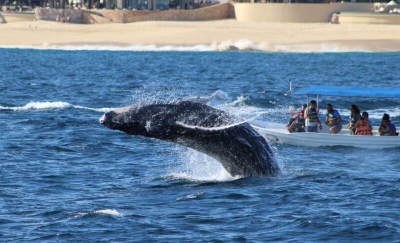 Cabo San Lucas: Private Whale Watching Yacht Excursion - The Price & Its Value