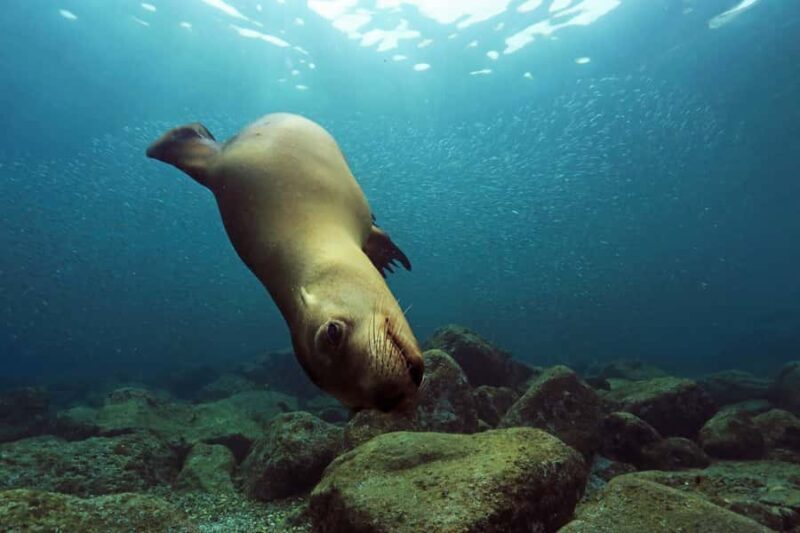Cabo San Lucas: Scuba Diving in Cabo San Lucas Marine Park - Key Points