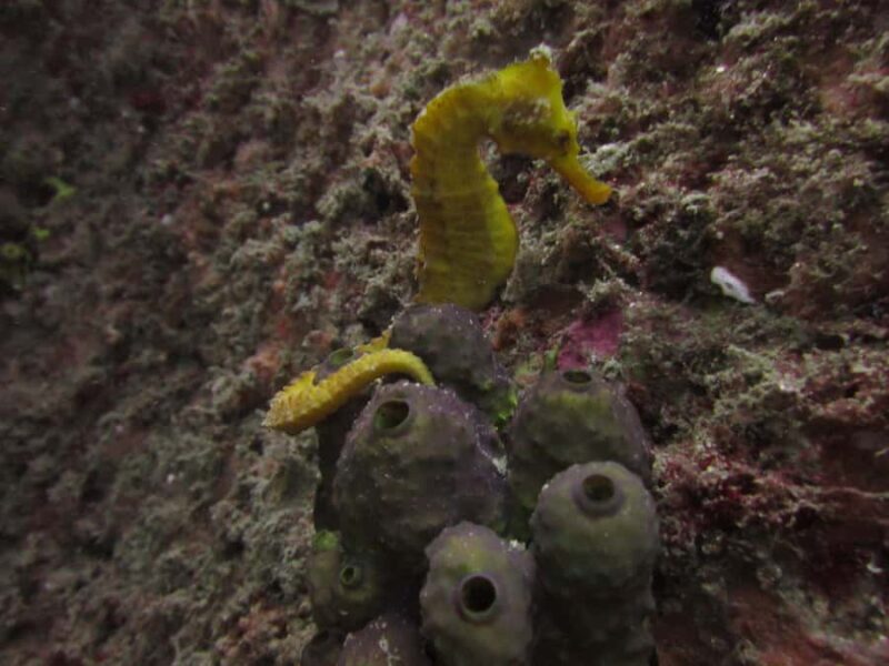 Cabo San Lucas: Scuba Diving in Cabo San Lucas Marine Park - FAQs