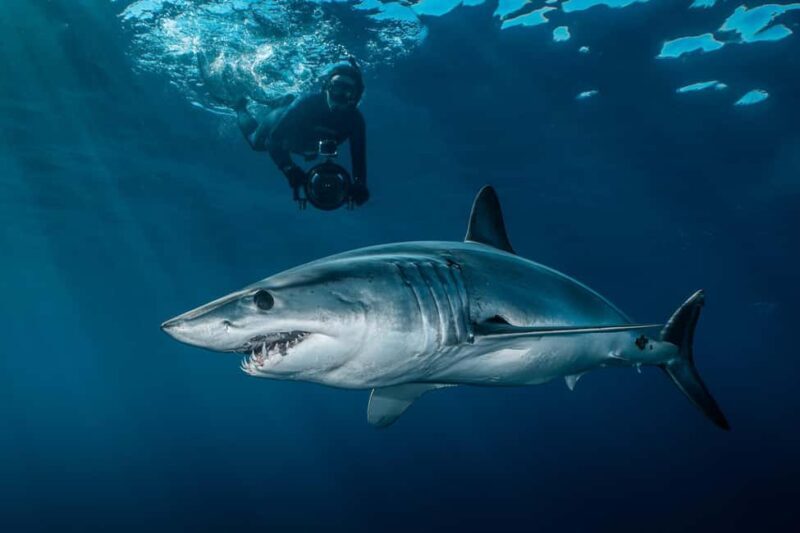 Cabo San Lucas: Shark Snorkeling and Freediving Tour - An In-Depth Look at the Tour Experience