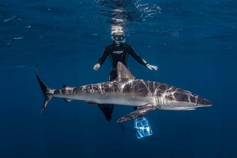 Cabo San Lucas: Shark Snorkeling and Freediving Tour - Details for a Smooth Experience