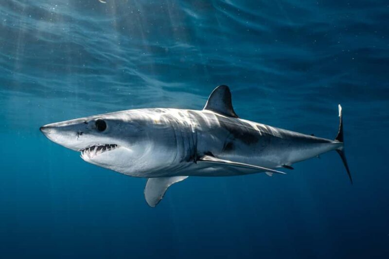 Cabo San Lucas: Shark Snorkeling and Freediving Tour - Who Should Consider This Tour?