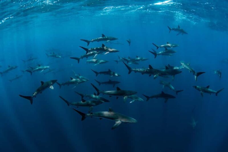 Cabo San Lucas: Shark Snorkeling and Freediving Tour - Final Thoughts: Is It Worth the Price?