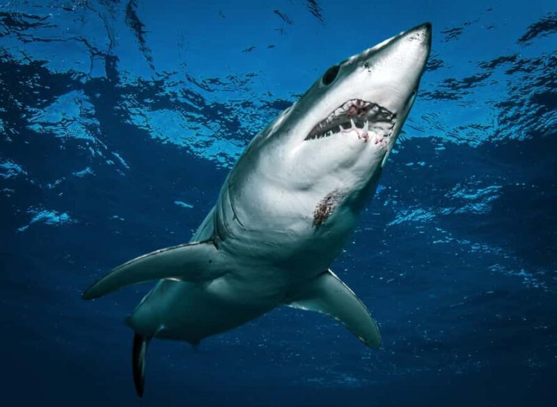 Cabo San Lucas: Shark Snorkeling and Freediving Tour - Frequently Asked Questions
