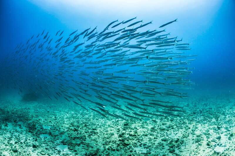 Cabo San Lucas: Snorkel, Lunch and Sail Experience - Setting Sail in Style for Amazing Coastal Views