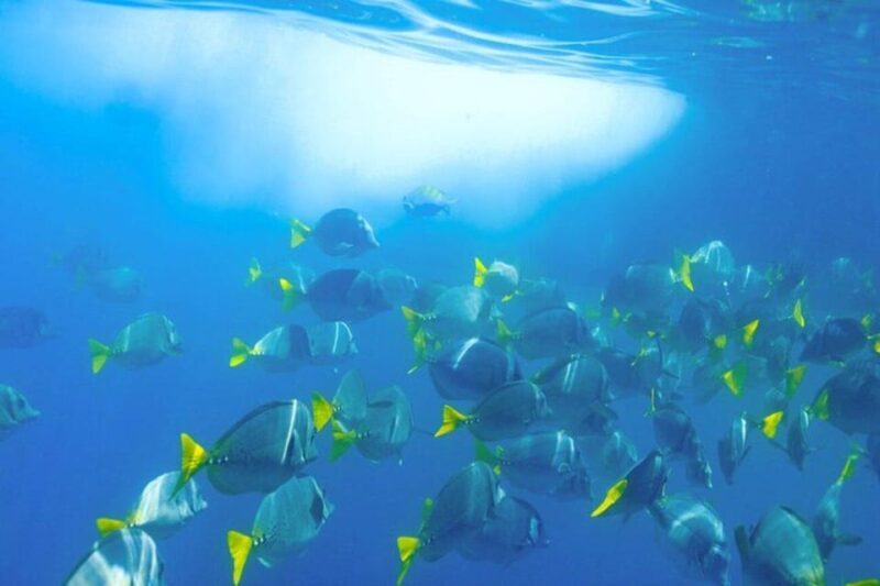 Cabo San Lucas: Snorkeling and Sailing Cruise with Lunch - An In-Depth Look at the Experience