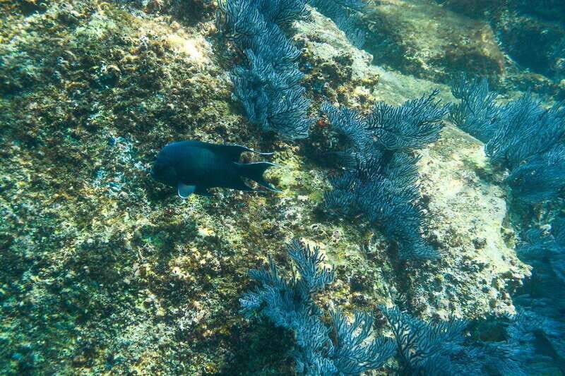 Cabo San Lucas: Snorkeling at Lovers Beach - The Experience Provider: FunCabo