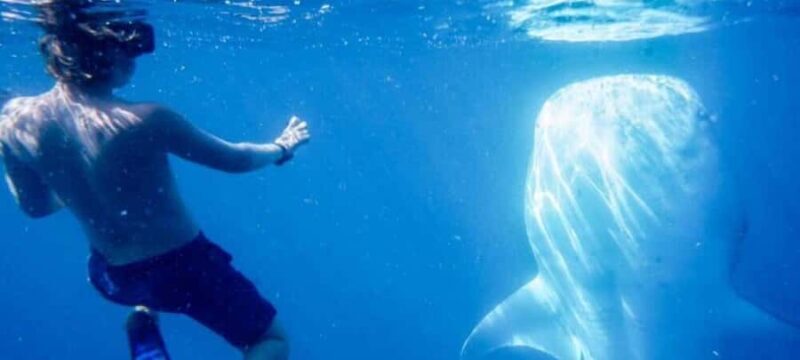 Cabo San Lucas: Snorkeling with Whale Sharks & Breakfast - Key Points