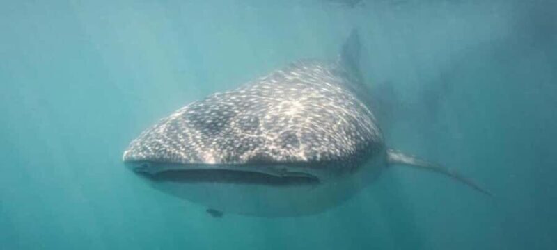 Cabo San Lucas: Snorkeling with Whale Sharks & Breakfast - An Authentic Baja Adventure: Snorkeling with Whale Sharks