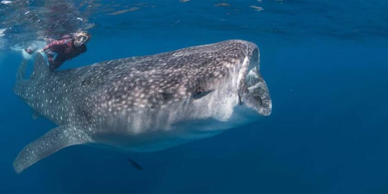 Cabo San Lucas: Snorkeling with Whale Sharks & Breakfast - Practical Details & Tips