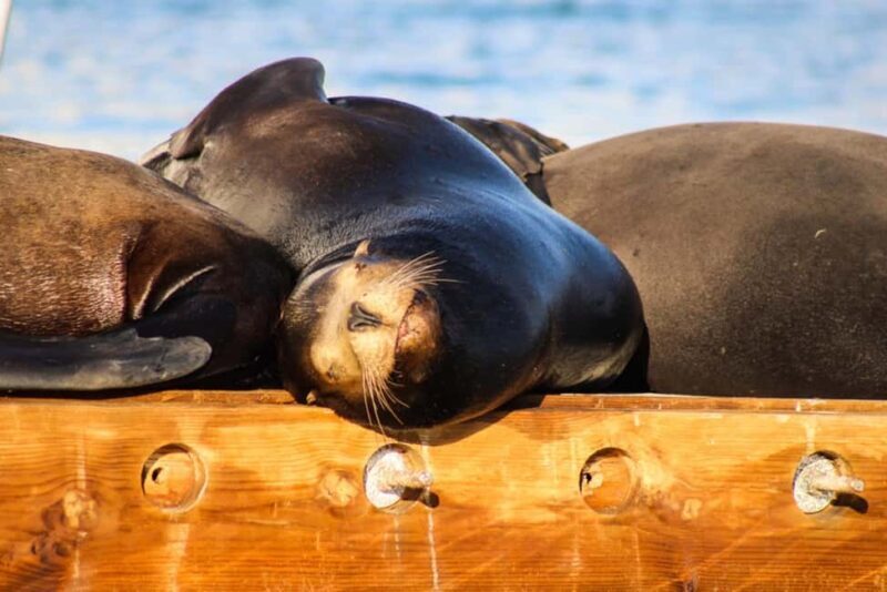 Cabo San Lucas: Sunset Cruise - FAQ