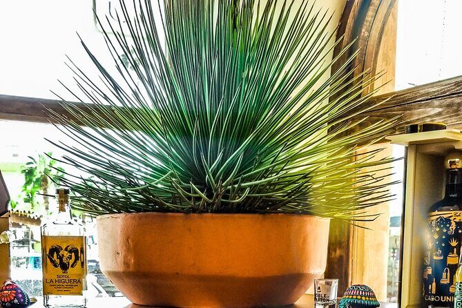 Cabo San Lucas Tequila Tasting Experience - Final Thoughts: A Must-Do for Spirit Enthusiasts
