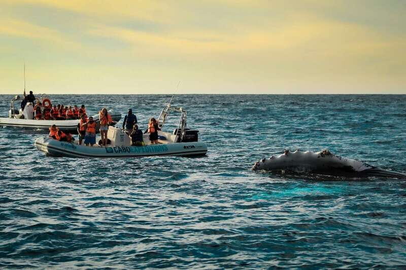 Cabo San Lucas: Up-Close Whale Watching Small-Group Tour - Price and Value