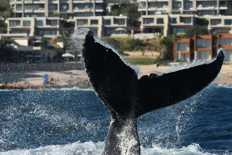 Cabo San Lucas: Up-Close Whale Watching Small-Group Tour - Practical Tips for Travelers