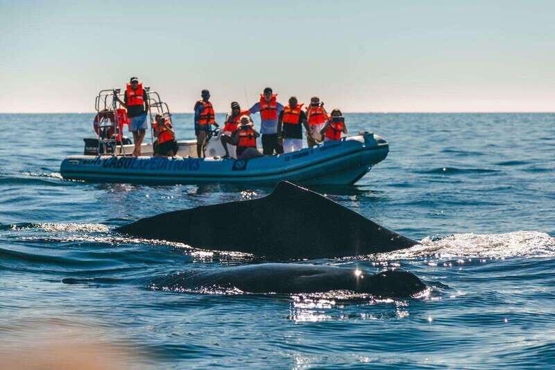 Cabo San Lucas: Up-Close Whale Watching Small-Group Tour - Who Should Consider This Tour?