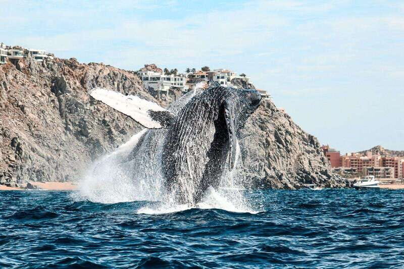 Cabo San Lucas: Up-Close Whale Watching Small-Group Tour - Frequently Asked Questions