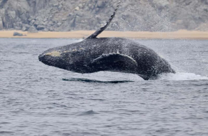Cabo San Lucas: Whale Watching and Snorkeling Tour - Key Points