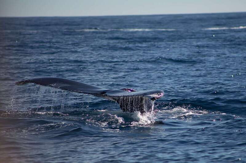 Cabo San Lucas: Whale Watching Breakfast Cruise - Review Highlights and Traveler Perspectives