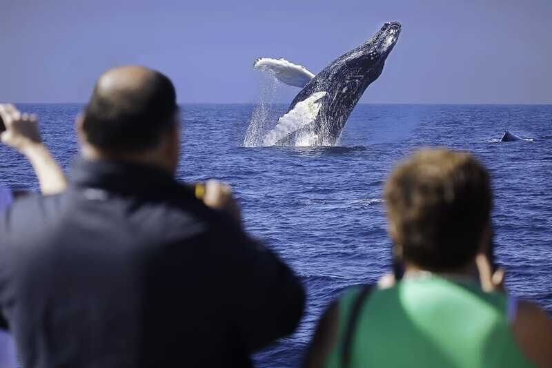 Cabo San Lucas: Whale Watching Breakfast Cruise - FAQ