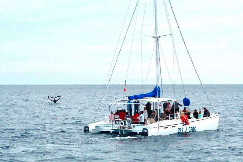Cabo San Lucas: Whale Watching Catamaran Experience - An Informative Dive into the Cabo Whale Watching Catamaran Tour