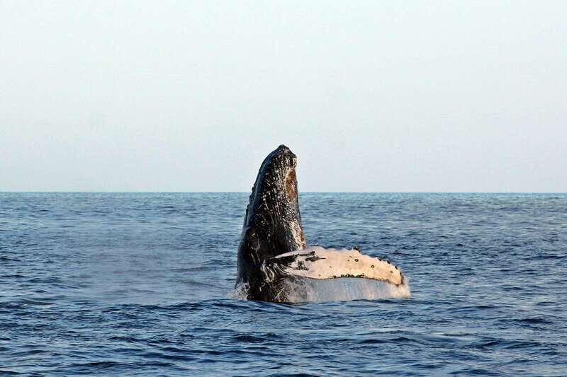 Cabo San Lucas: Whale Watching Experience on Catamaran - Key Points