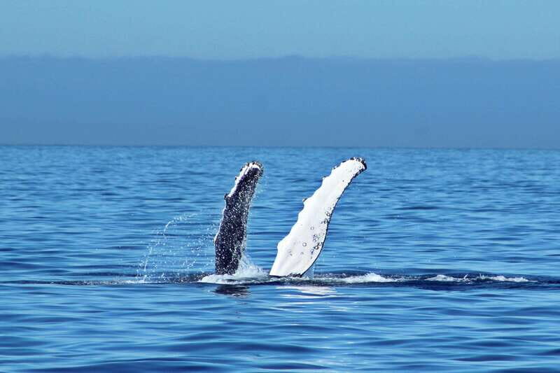 Cabo San Lucas: Whale Watching Experience on Catamaran - A Detailed Look at the Whale Watching Cruise