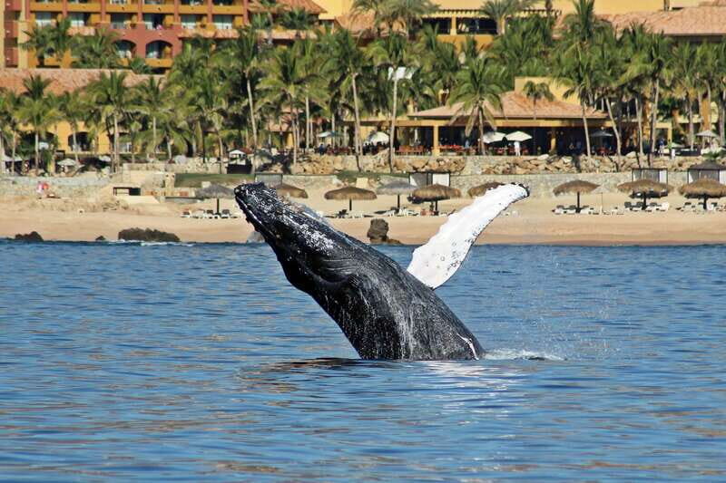 Cabo San Lucas: Whale Watching Experience on Catamaran - Why This Tour Offers Good Value