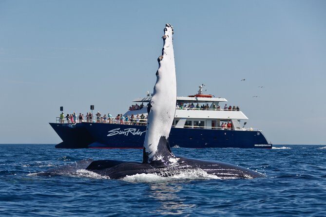 Cabo San Lucas Whale Watching Lunch Cruise - Introduction: What Makes This Tour Stand Out?