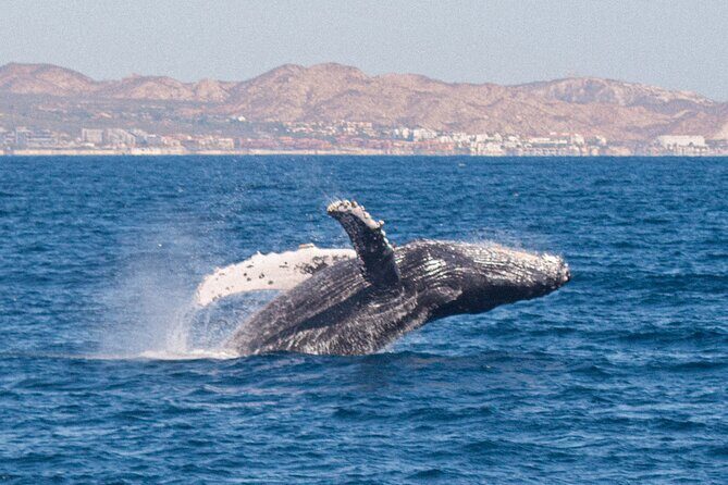 Cabo San Lucas Whale Watching Lunch Cruise - The Sum Up