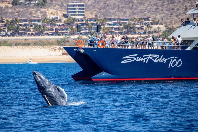 Cabo San Lucas Whale Watching Lunch Cruise - FAQ