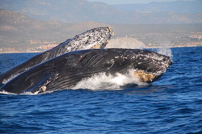 Cabo San Lucas Whale Watching Tour All Included - The Itinerary in Detail