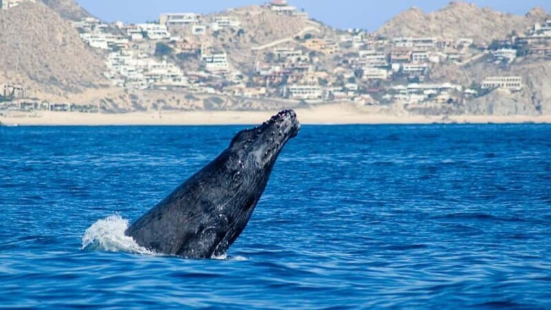 Cabo San Lucas: Whale Watching Tour - Key Points