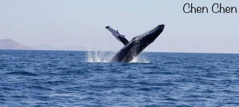 Cabo San Lucas: Whale Watching Tour - FAQs