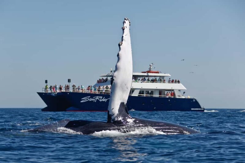 Cabo San Lucas: Whale Watching Tour with Buffet & Open Bar - Key Points