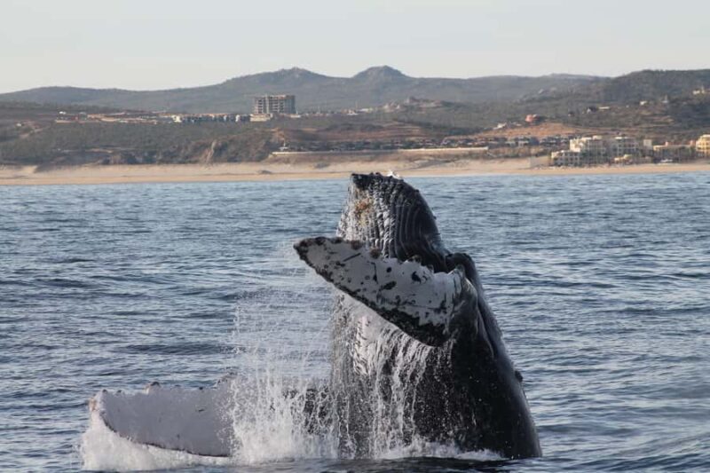 Cabo San Lucas: Whale Watching Tour with Buffet & Open Bar - Who Should Consider This Tour?