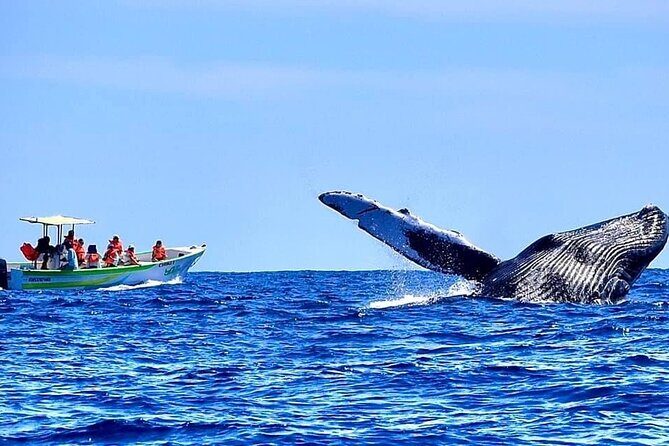 Cabo San Lucas Whale Watching Tour with Photos Included - FAQ