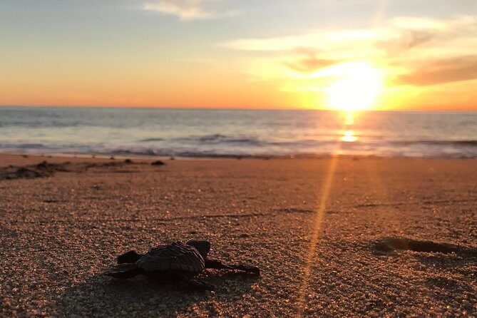 Cabo Turtle Release - Practical Details You Should Know